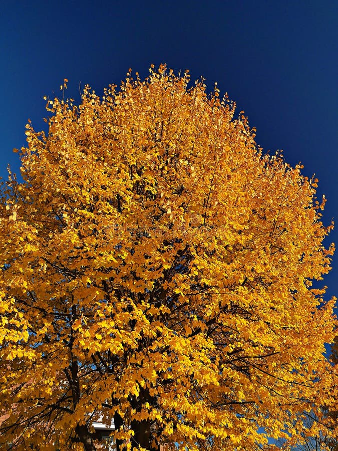 A Yellow Aspen Tree in Autumn Stock Image - Image of woodland ...