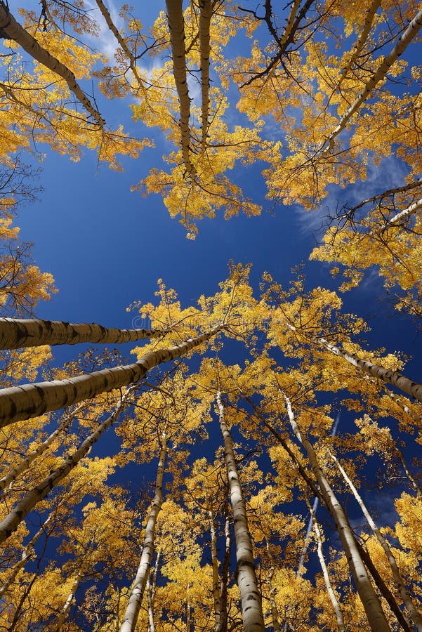 Yellow aspen stock photo. Image of yellow, forest, bark - 46493936