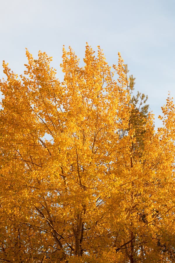 Yellow Tree and Starry Sky at Autumn Night Stock Image - Image of ...