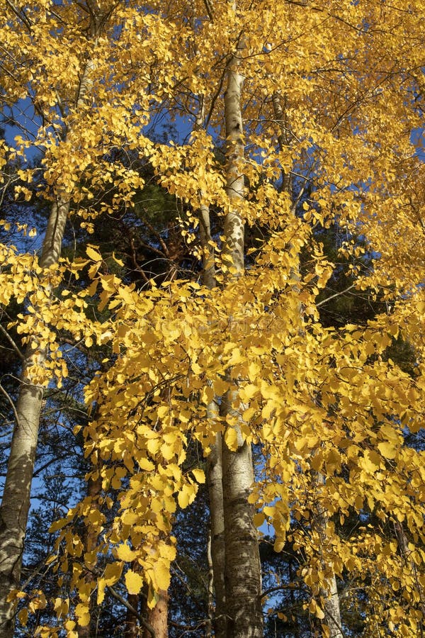 Yellow Aspen Tree Leaves in October Stock Photo - Image of fall, nature ...