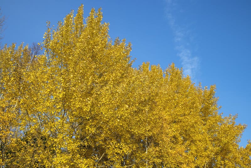 Yellow Aspen Tree Leaves in October Stock Photo - Image of gold, aspen ...