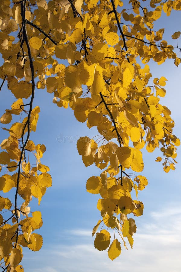 Yellow Aspen Tree Leaves in October Stock Photo - Image of gold, aspen ...