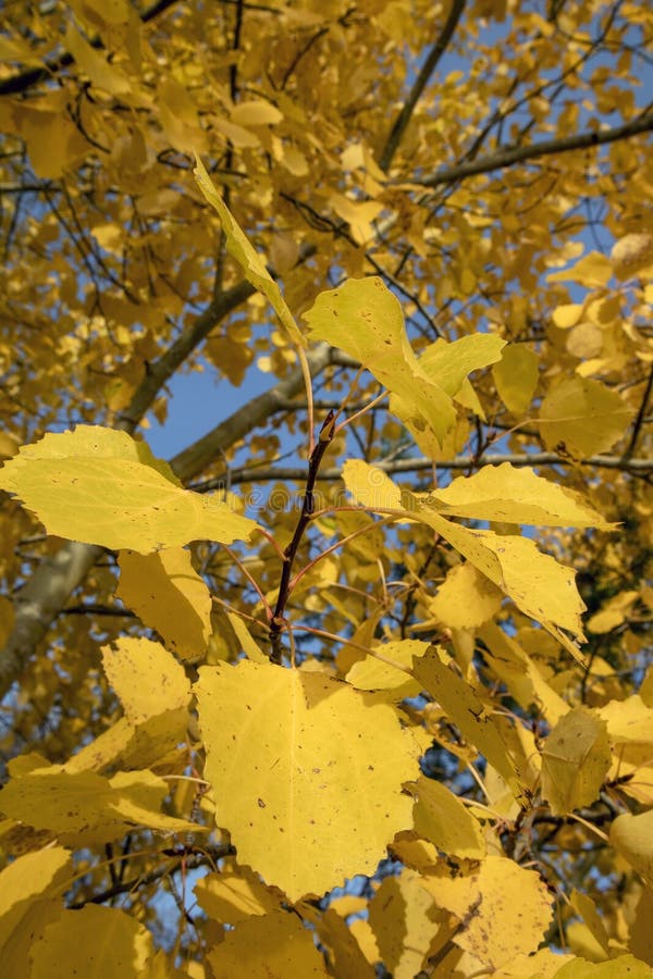 Yellow Aspen Tree Leaves in October Stock Image - Image of leaf, gold ...
