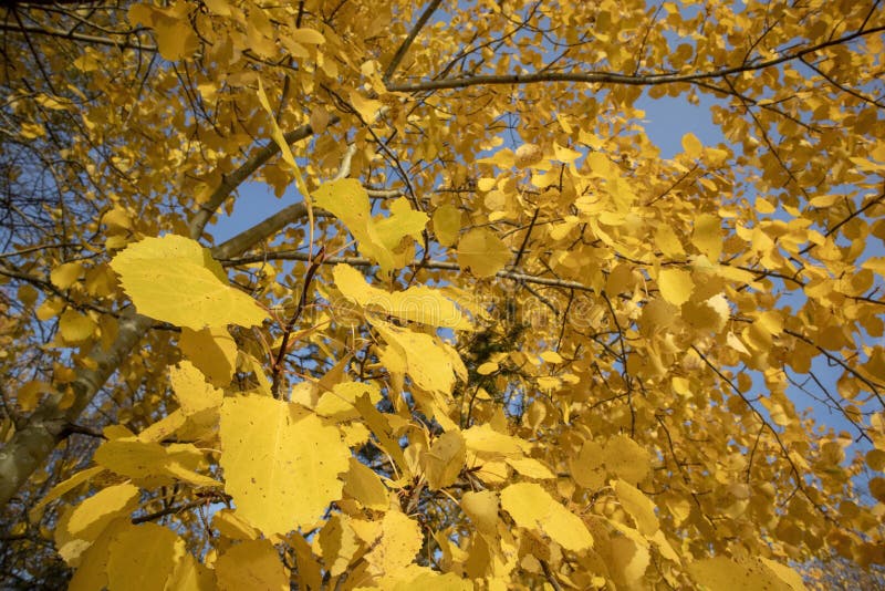 Yellow Aspen Tree Leaves in October Stock Photo - Image of growth ...