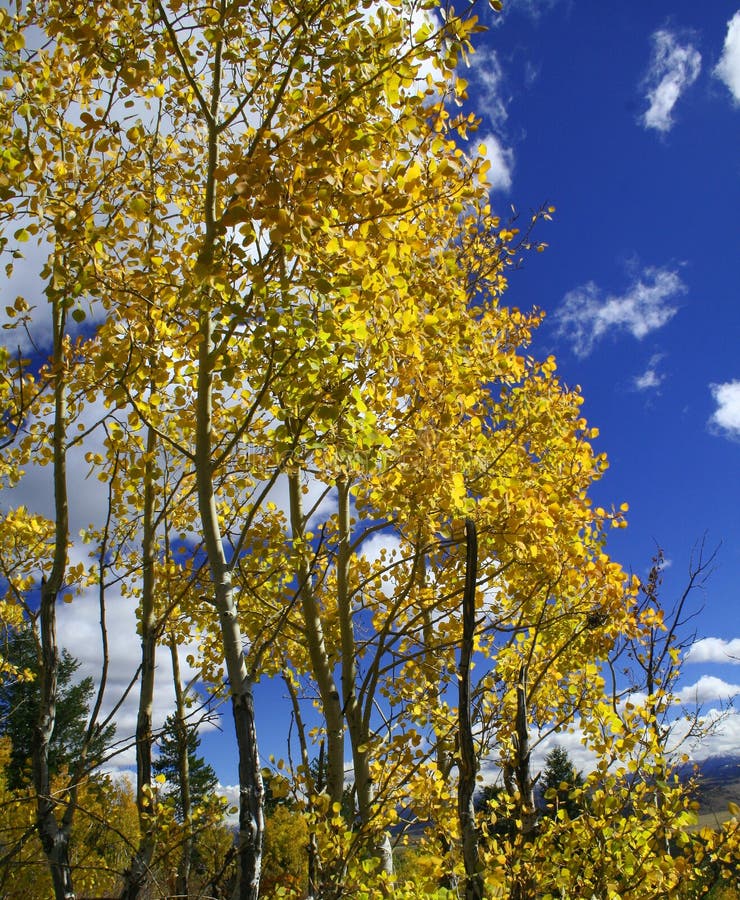 Yellow Aspen Trees stock image. Image of autumn, national - 1298355