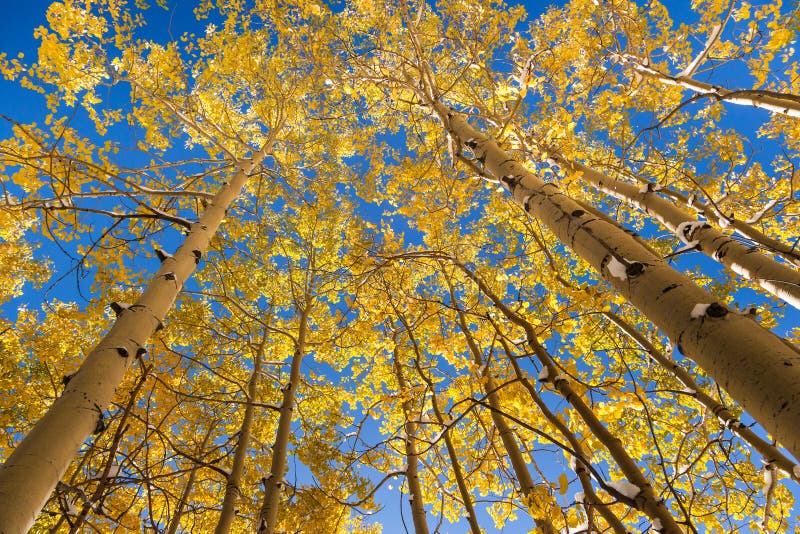 Yellow Aspen Leaves With Aspen Tree Trunk, Rocky Mountains, Colo Stock ...
