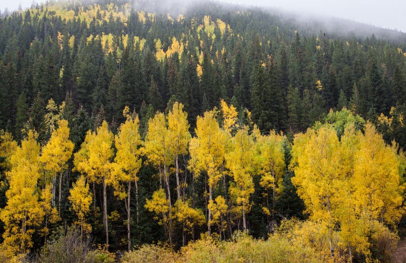 Yellow Aspen Trees in Colorado Mountains Stock Photo - Image of rain ...