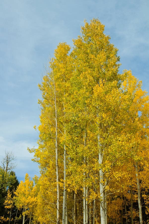 Yellow aspens in the Fall. stock image. Image of color - 305341531