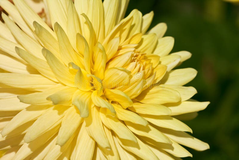 Yellow Wildflower Aster Field Stock Image - Image of lovely, bunch ...