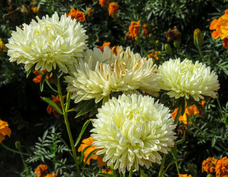 Yellow Aster Flower Close Up in the Garden Stock Image - Image of ...