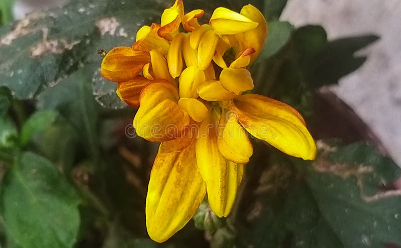 Yellow Aster Flower in the Garden. Stock Photo - Image of detail ...