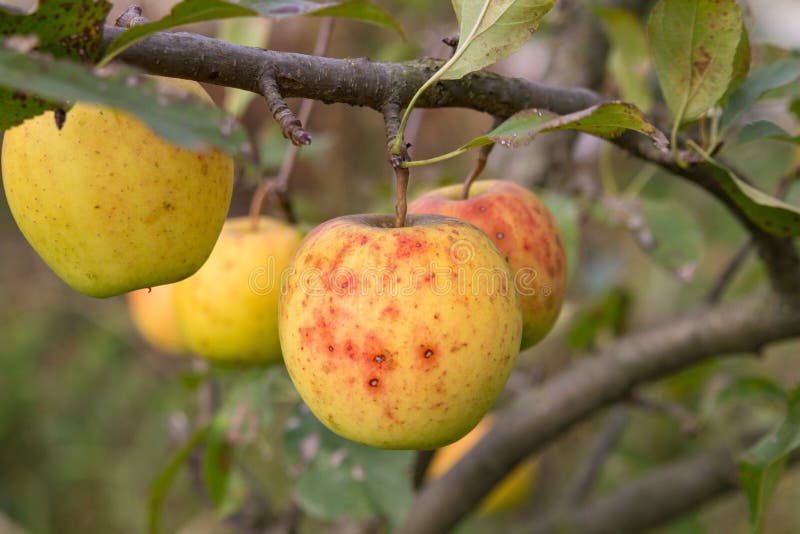 Yellow Autumn Apples,varieties of Yellow Apples on a Tree in Autumn in ...