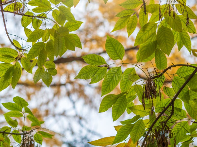 Yellow Autumn Ash Leaves in a Forest. Selective Focus Stock Image ...
