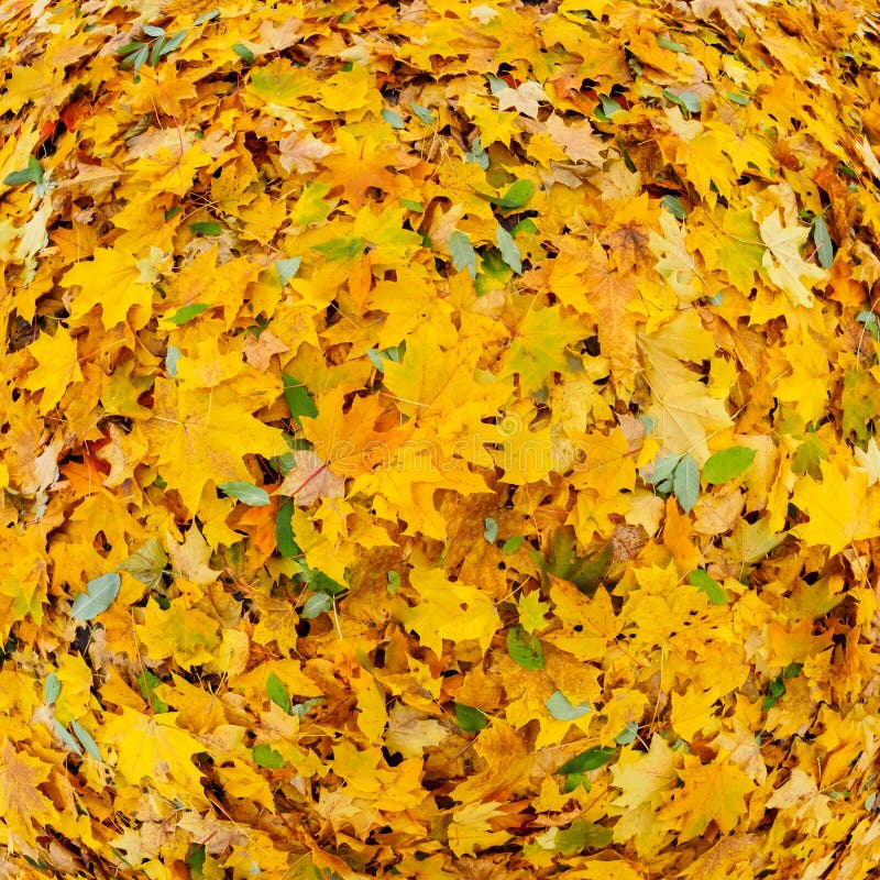 Yellow Autumn Background with Maple Fall Foliage Stock Image - Image of ...
