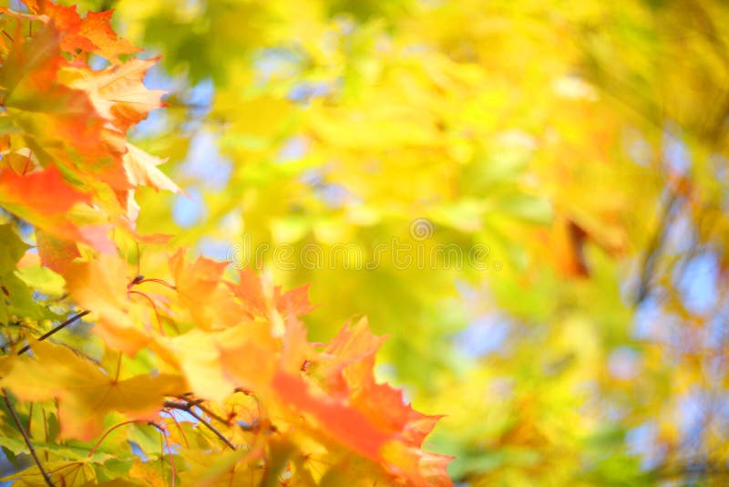 Yellow autumn background stock image. Image of colorful - 101816249