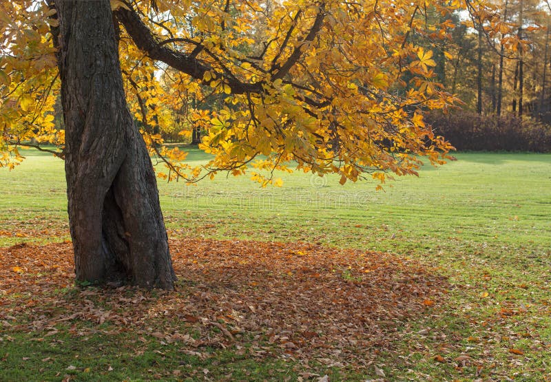 Yellow autumn stock photo. Image of foliage, gold, autumn - 40683182