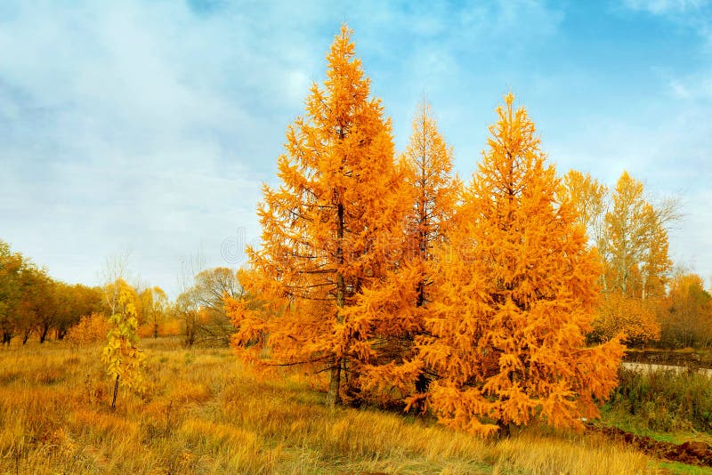 Yellow autumn conifers stock photo. Image of blue, pinopsida - 59274392