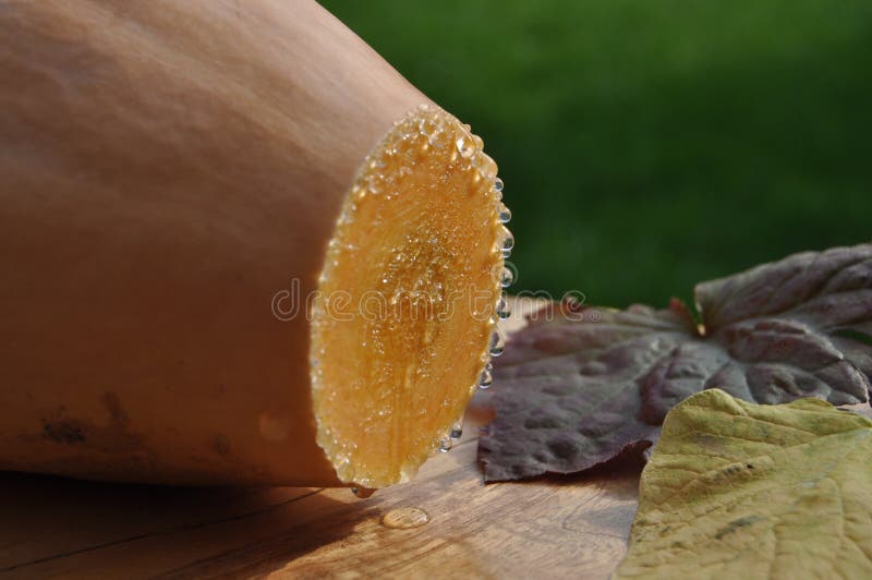 Bubbles on a Yellow Pumpkin Stock Image - Image of pumpkin, leaves ...