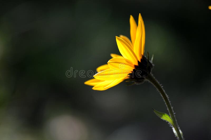 Yellow Autumn Flower Facing the Sun Stock Image - Image of nicely ...