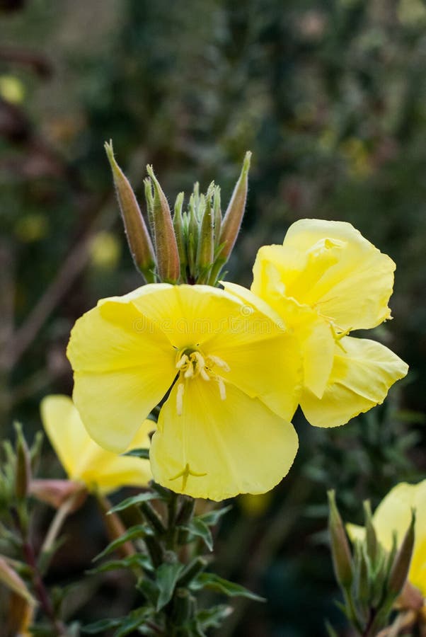 Yellow autumn flower stock image. Image of beauty, nature - 77862453