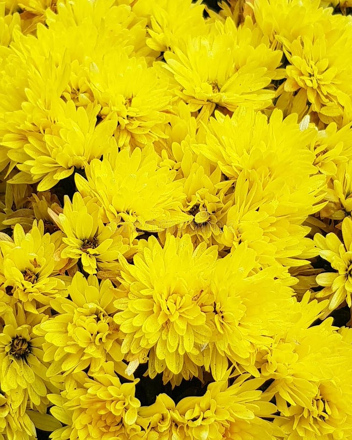 Yellow Autumn Flower Nature Flower Sunny Flower Stock Photo - Image of ...