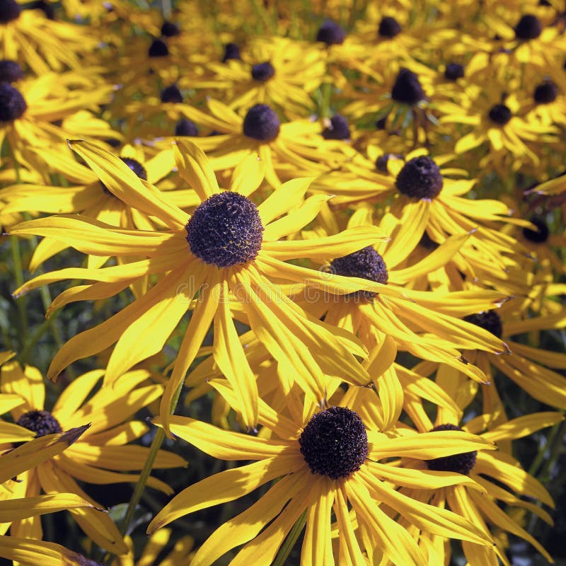 Yellow autumn flowers stock photo. Image of bouquet, floral - 24446580