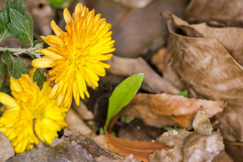 Yellow Autumn Flowers and Fallen Leaves Stock Photo - Image of fallen ...