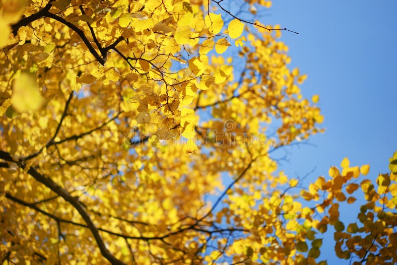 Yellow autumn foliage stock image. Image of fall, vivid - 3318579