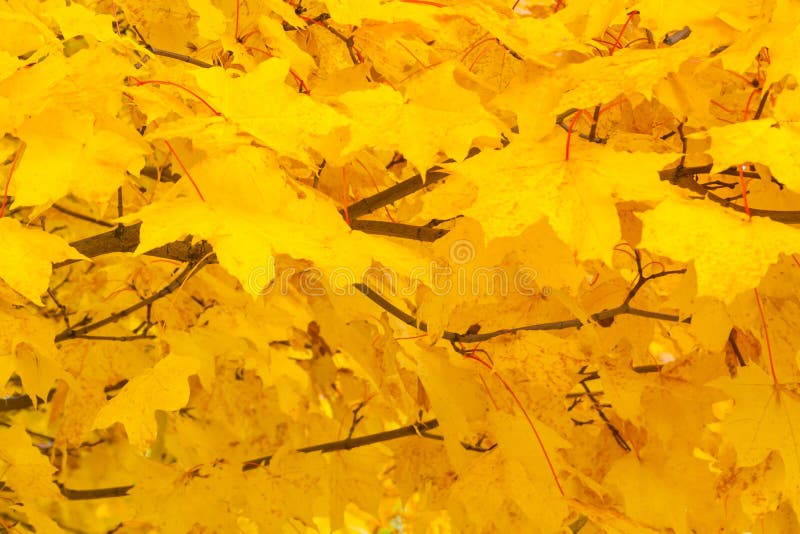 Yellow Autumn Foliage As Background Stock Photo - Image of autumn ...