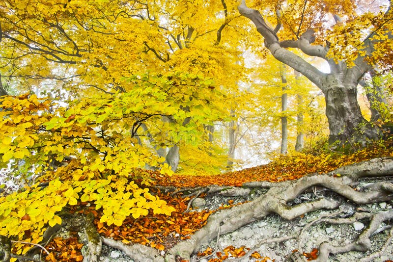 Yellow autumn forest stock image. Image of autumn, beauty - 21870617