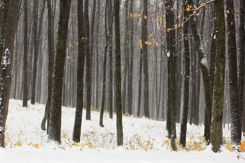 Yellow Autumn Forest Covered with Snow Stock Photo - Image of beech ...