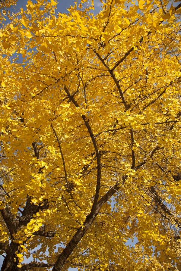 Yellow autumn ginkgo tree stock photo. Image of colourful - 17335772
