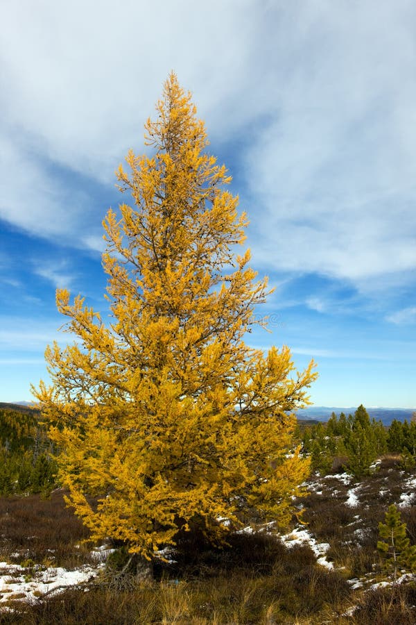 Yellow larch under snow stock image. Image of nature - 11114343
