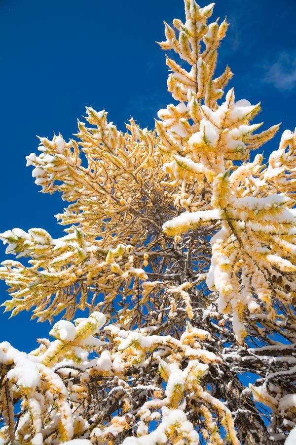 Yellow Autumn Larch Under Snow Stock Image - Image of white, autumn ...