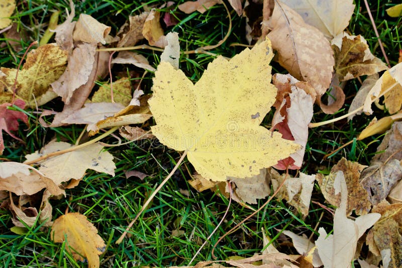 Yellow Autumn Leaf stock image. Image of orange, macro - 146478999