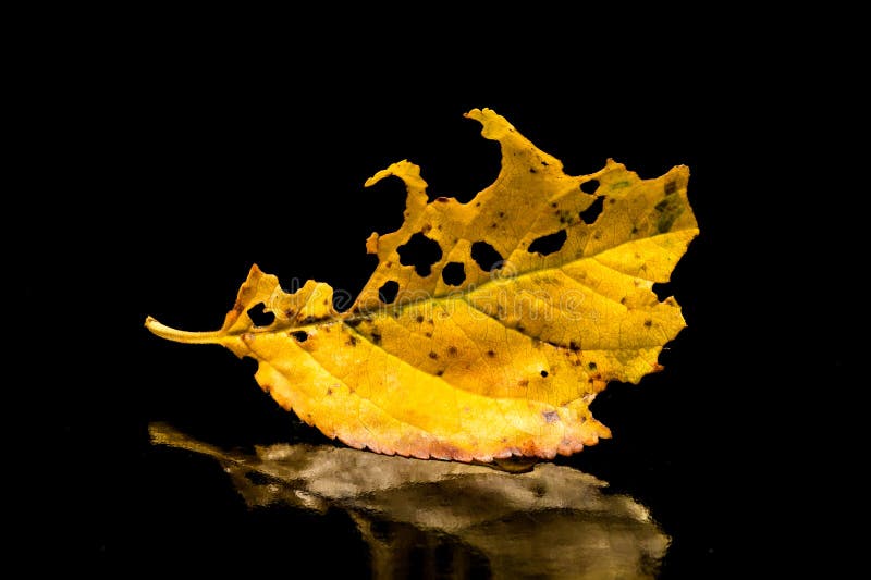 Chewed Leaves Garden Stock Photos - Free & Royalty-Free Stock Photos ...