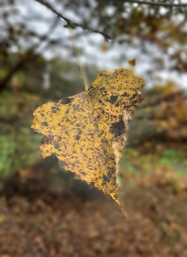 Yellow Autumn Leaf on a Color Background Stock Photo - Image of flower ...