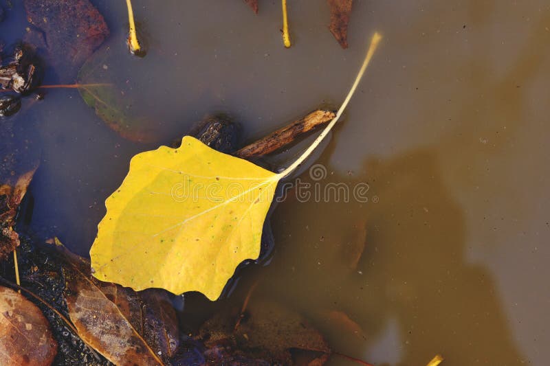 Yellow Autumn Leaf that Fell into Puddle. Stock Image - Image of puddle ...