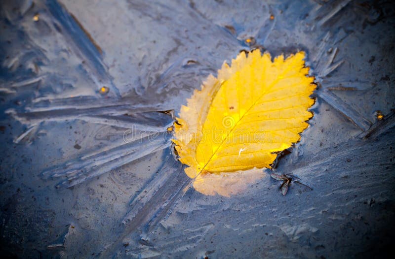 Yellow Autumn Leaf and Insect Frozen in Ice Stock Photo - Image of ...