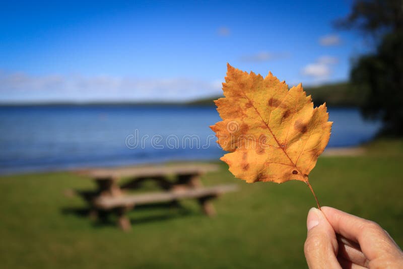 Yellow Autumn Leaf Laying Against the Bark of a Tree Stock Photo ...