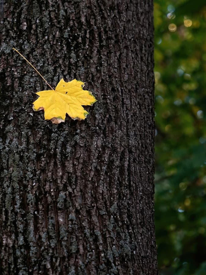 Yellow Autumn Leaf Lies on Tree Bark Stock Photo - Image of detail ...