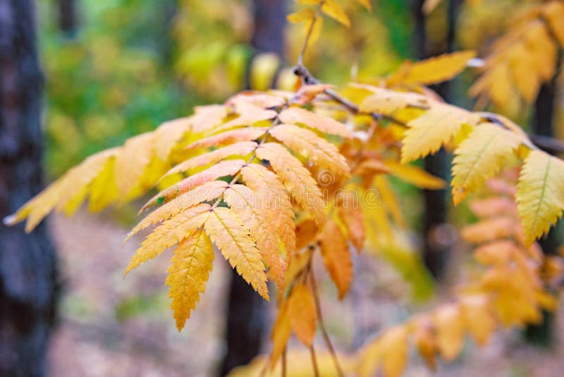 Yellow Autumn Leaf of a Mountain Ash on a Background of Autumn Forest ...