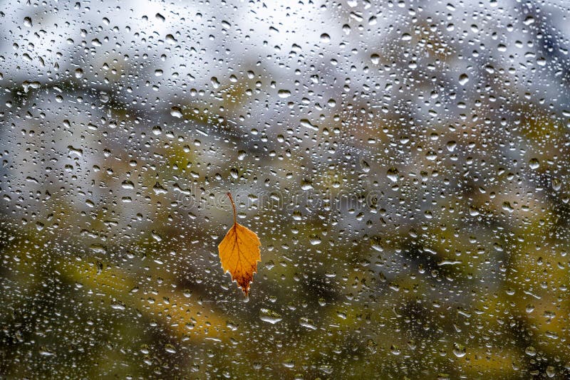 Yellow Autumn Leaf on Rainy Car Window Stock Image - Image of sunlight ...