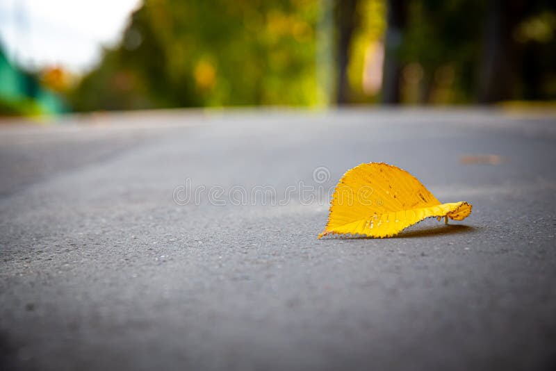 Yellow autumn leaf on road stock image. Image of october - 264297197