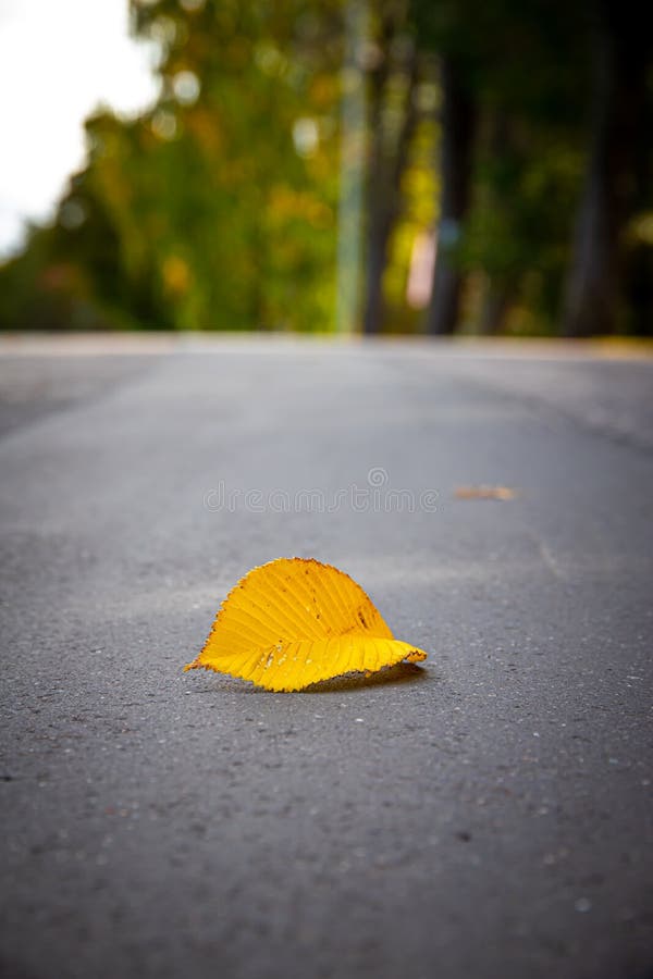 Yellow autumn leaf on road stock image. Image of asphalt - 264297199