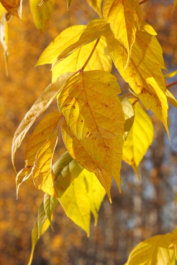 Yellow autumn leaves stock image. Image of abstractedness - 11289341