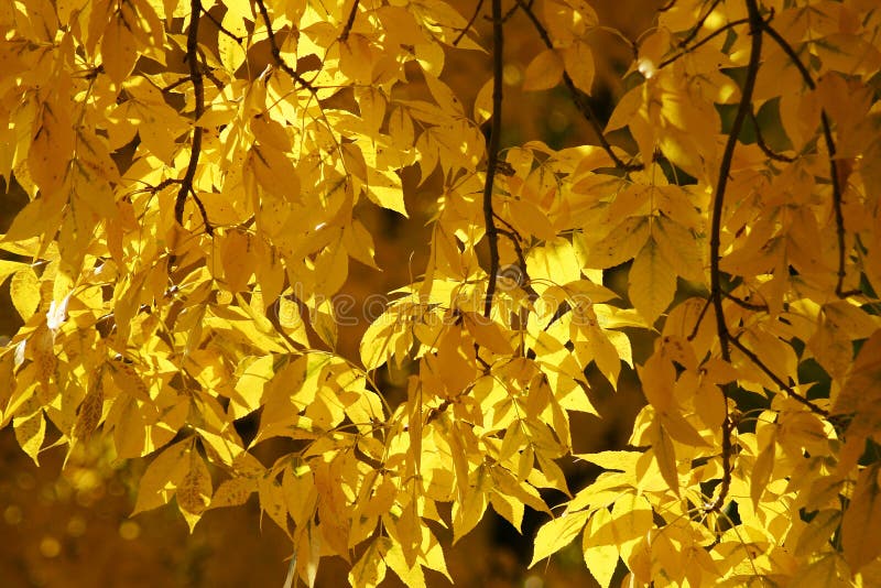 Yellow Autumn Leaves stock image. Image of leaf, tree - 1343501