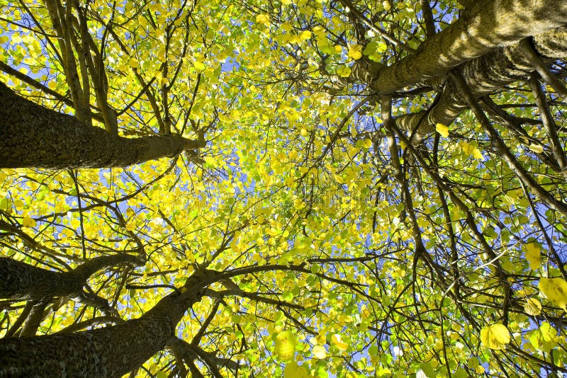 Yellow autumn leaves stock image. Image of bright, multi - 16208889