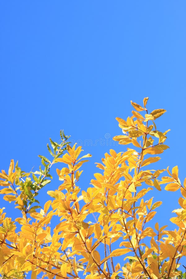 Yellow autumn leaves stock photo. Image of background - 18841384