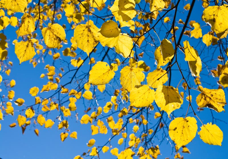 Yellow autumn leaves stock photo. Image of autumnal, fall - 18967988